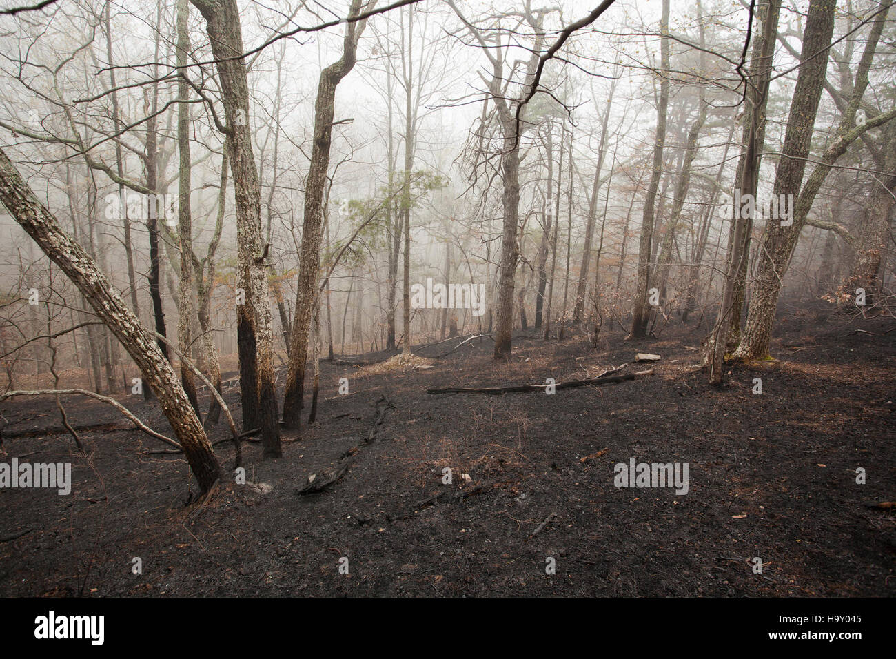 The Jarman Gap Burn project focuses on restoring fire-adapted ...