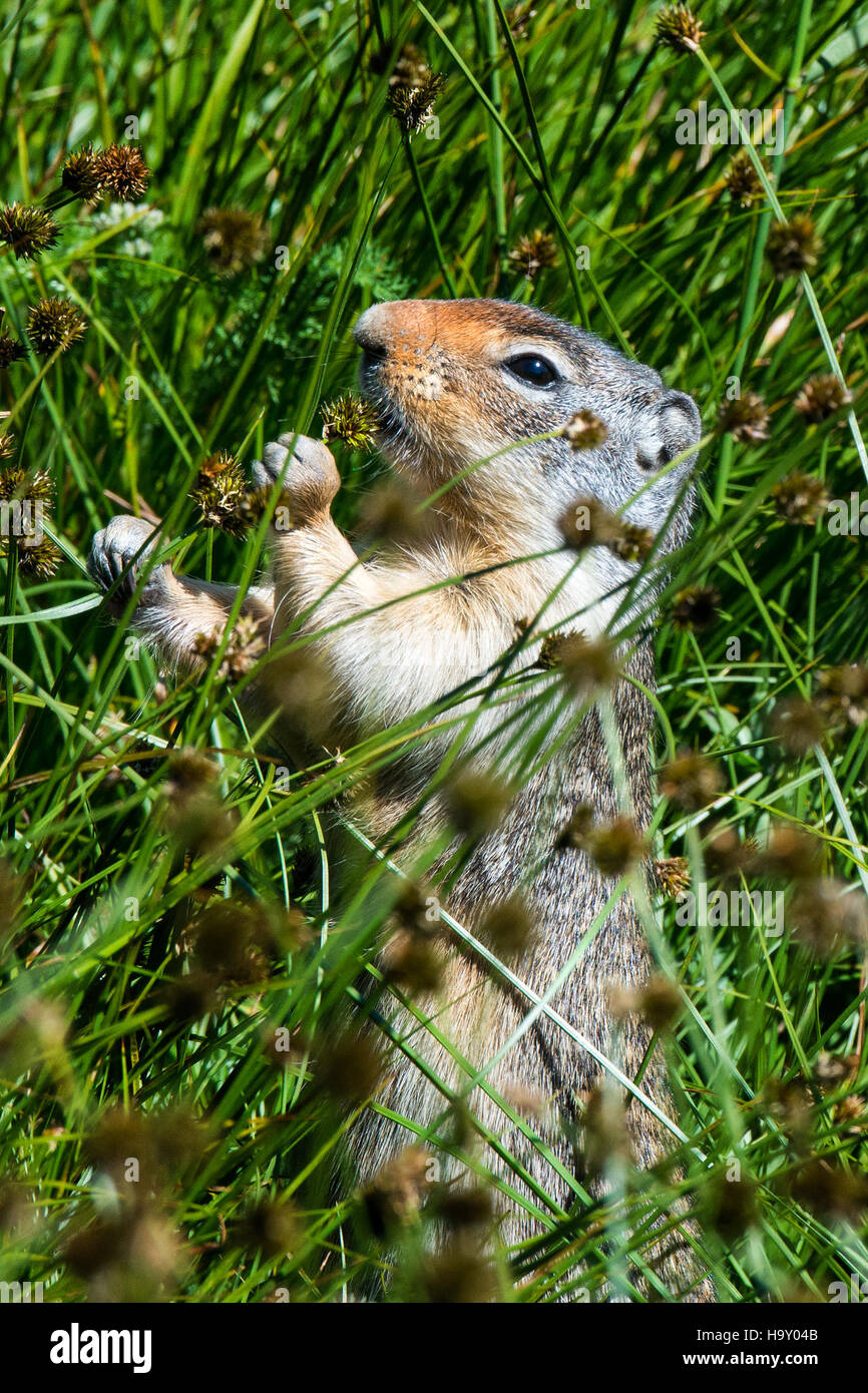 A Columbia Ground Squirrel at Glacier National Park, collecting seeds ...