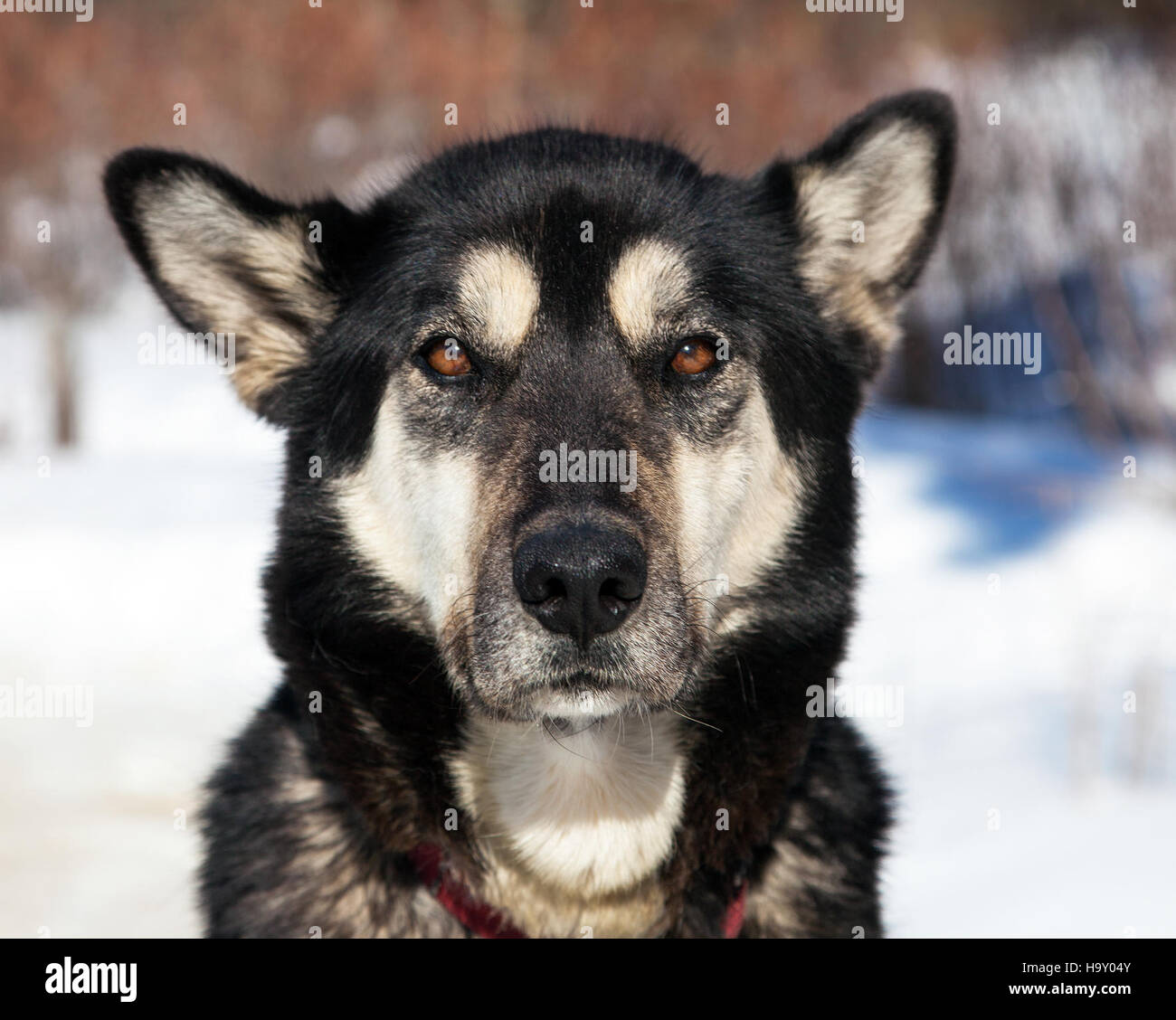 The timber in Denali National Park consists of primarily coniferous ...