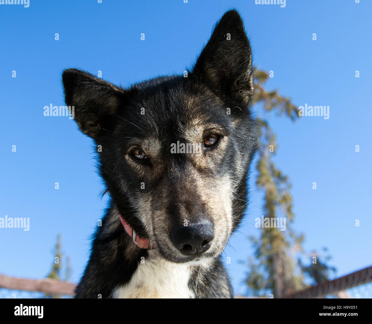 Kavik hi-res stock photography and images - Alamy