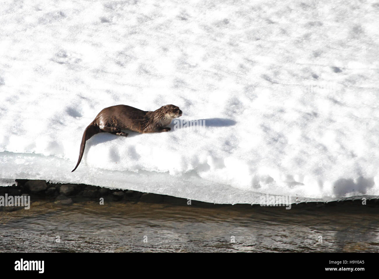 A river otter spotted in Yellowstone National Park, reflecting the park ...