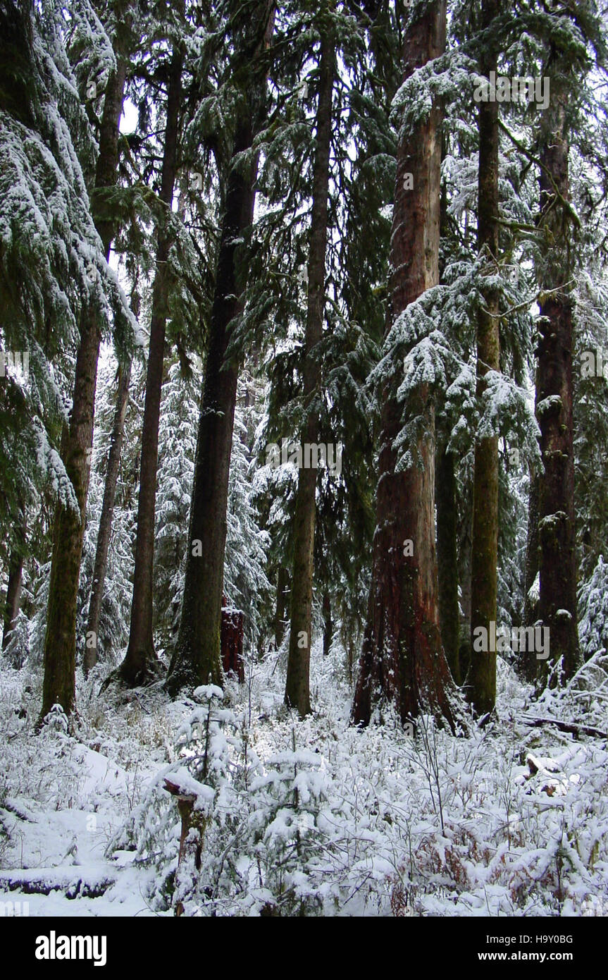 A winter scene of the Hoh Rain Forest in Olympic National Park, where ...