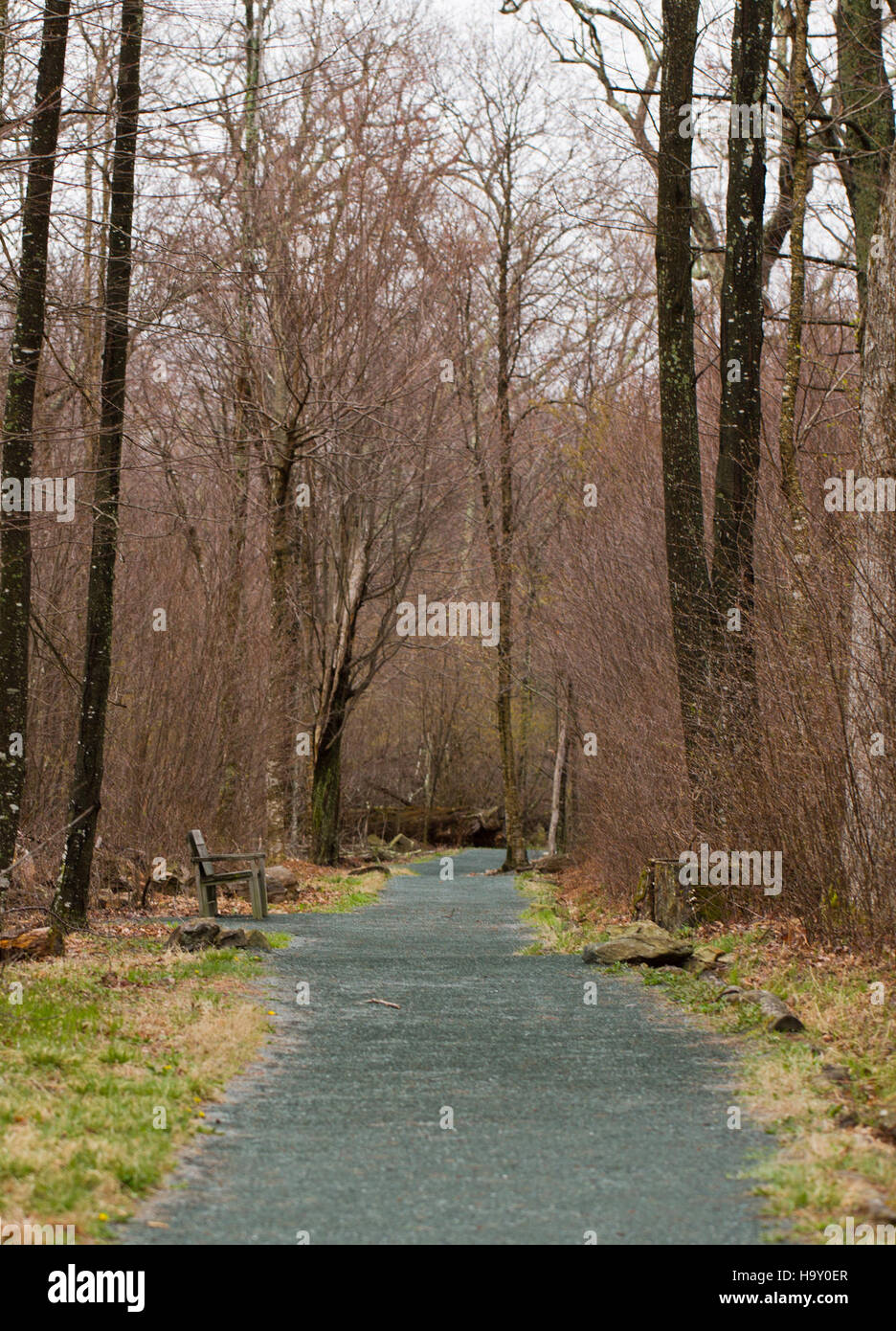 Limberlost Trail is a popular hiking path in the Limberlost Swamp in ...