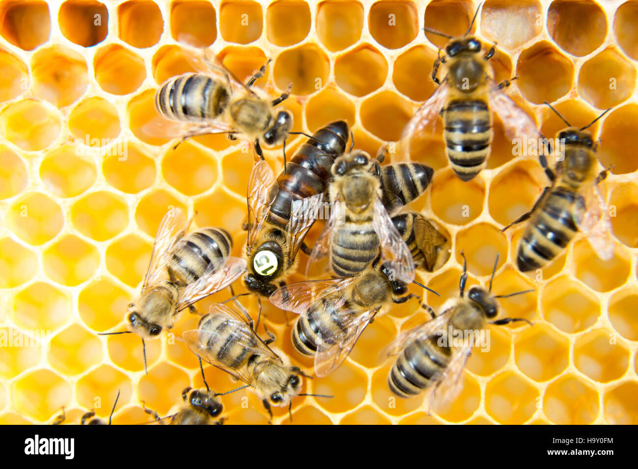 Bees are essential for pollination, producing honey, and maintaining ...