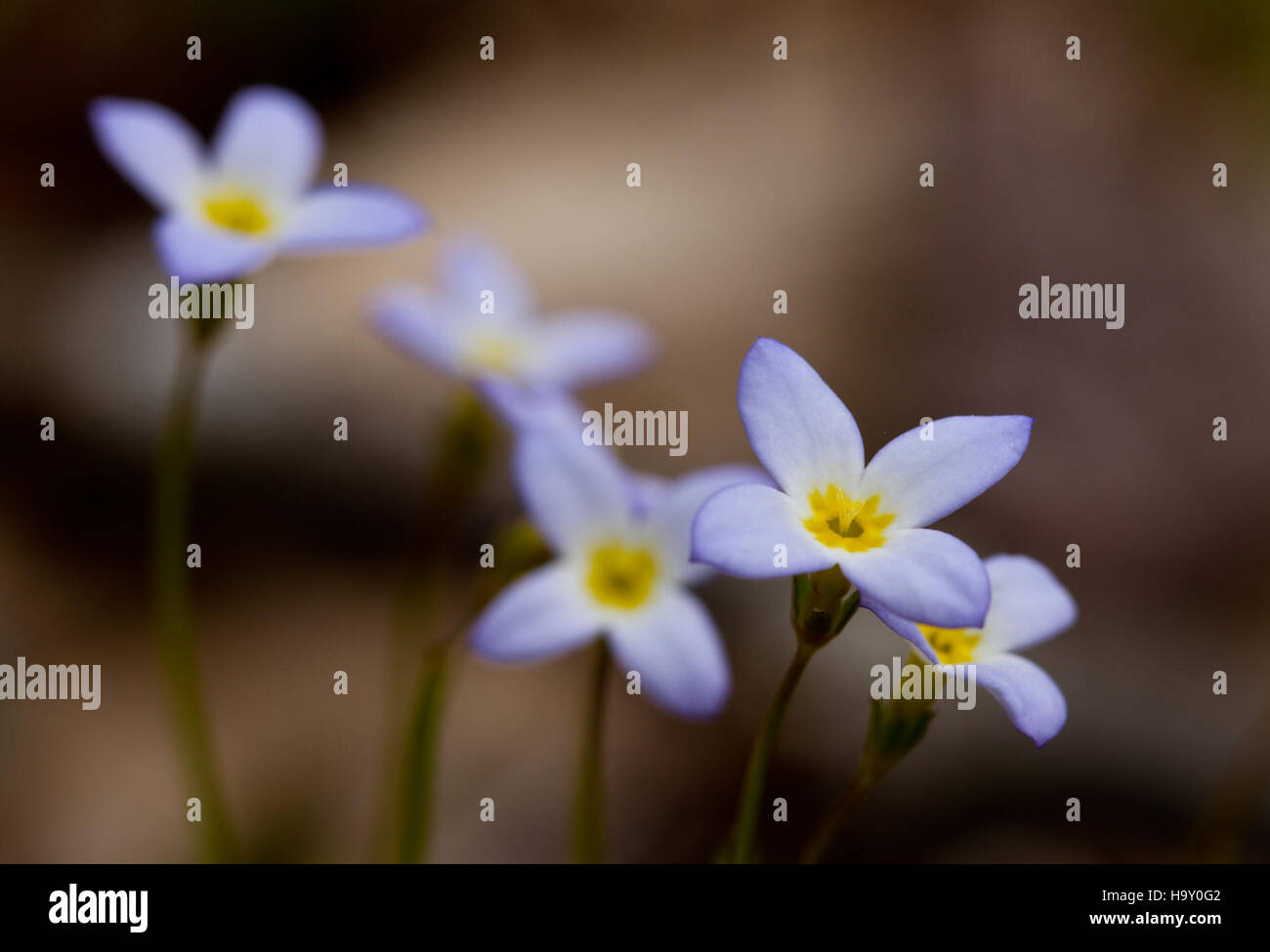 The Bluet flower blooms along the Limberlost Trail in the spring ...