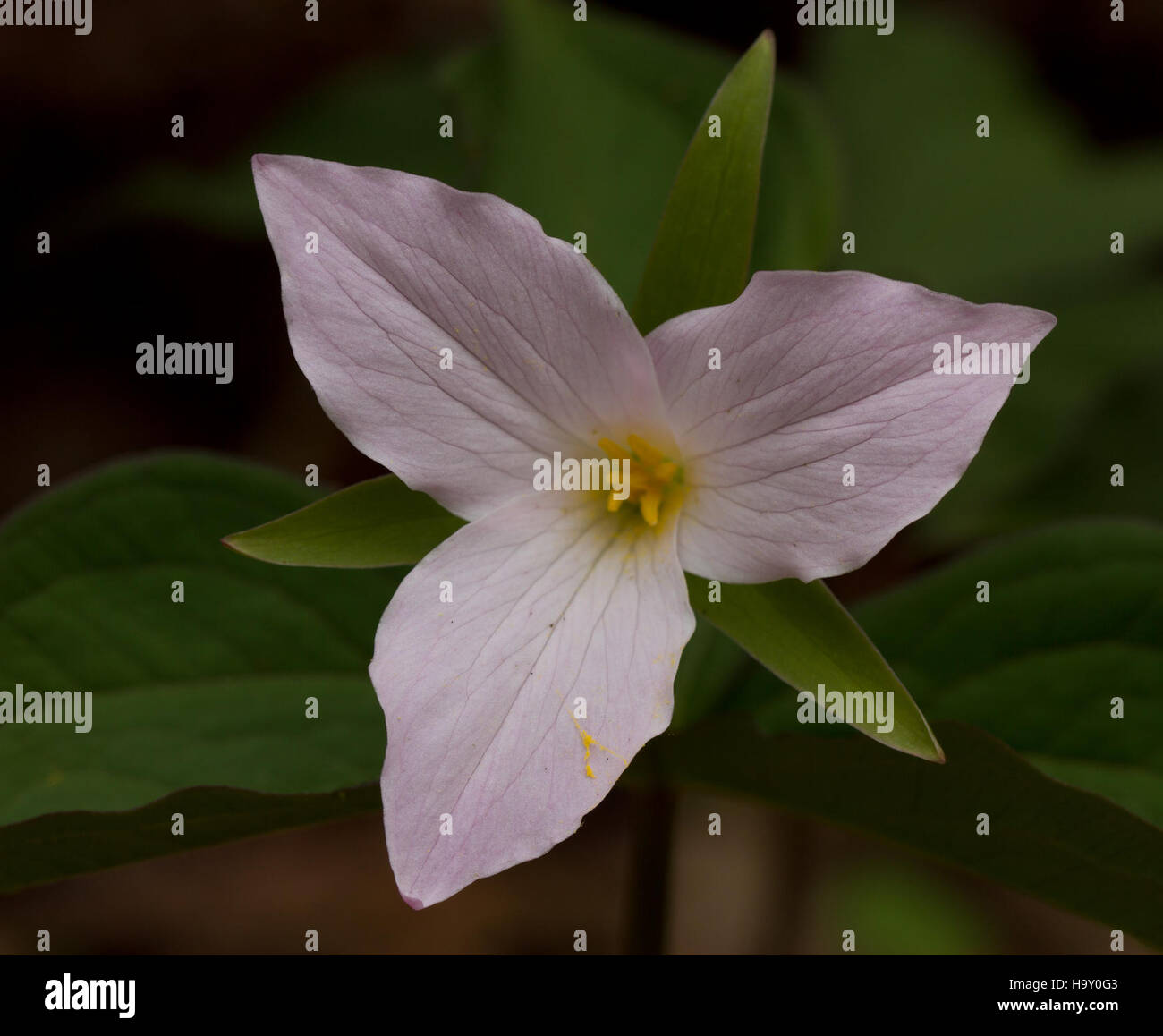 Large Flowered Trillium is a wildflower species native to North ...
