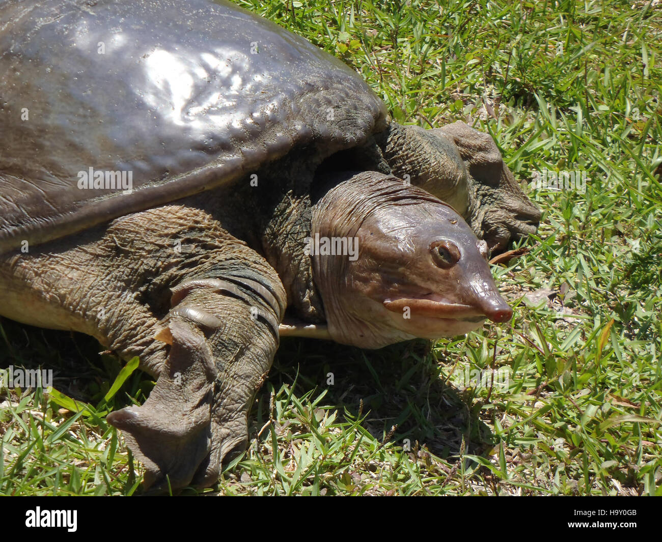 The Soft-Shelled Turtle is a freshwater species known for its smooth ...