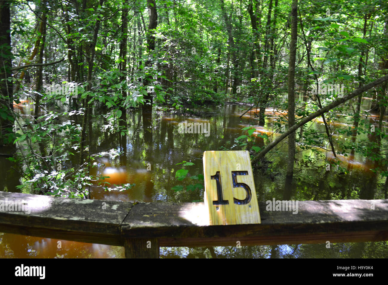 The Congaree National Park experienced significant flooding in May 2013 ...