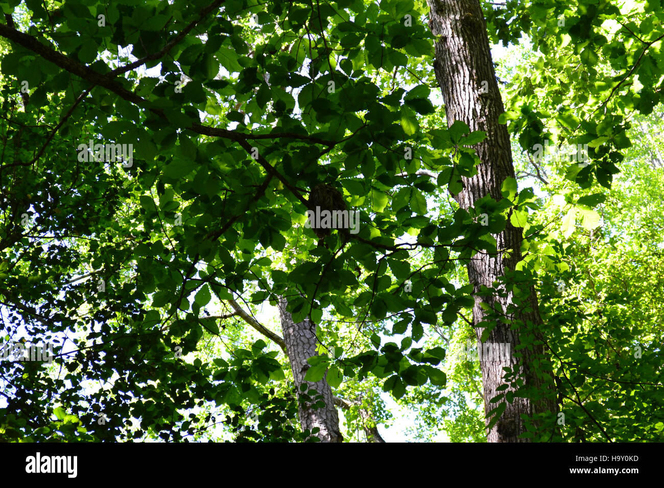 The May 2013 flood in Congaree National Park caused significant changes ...