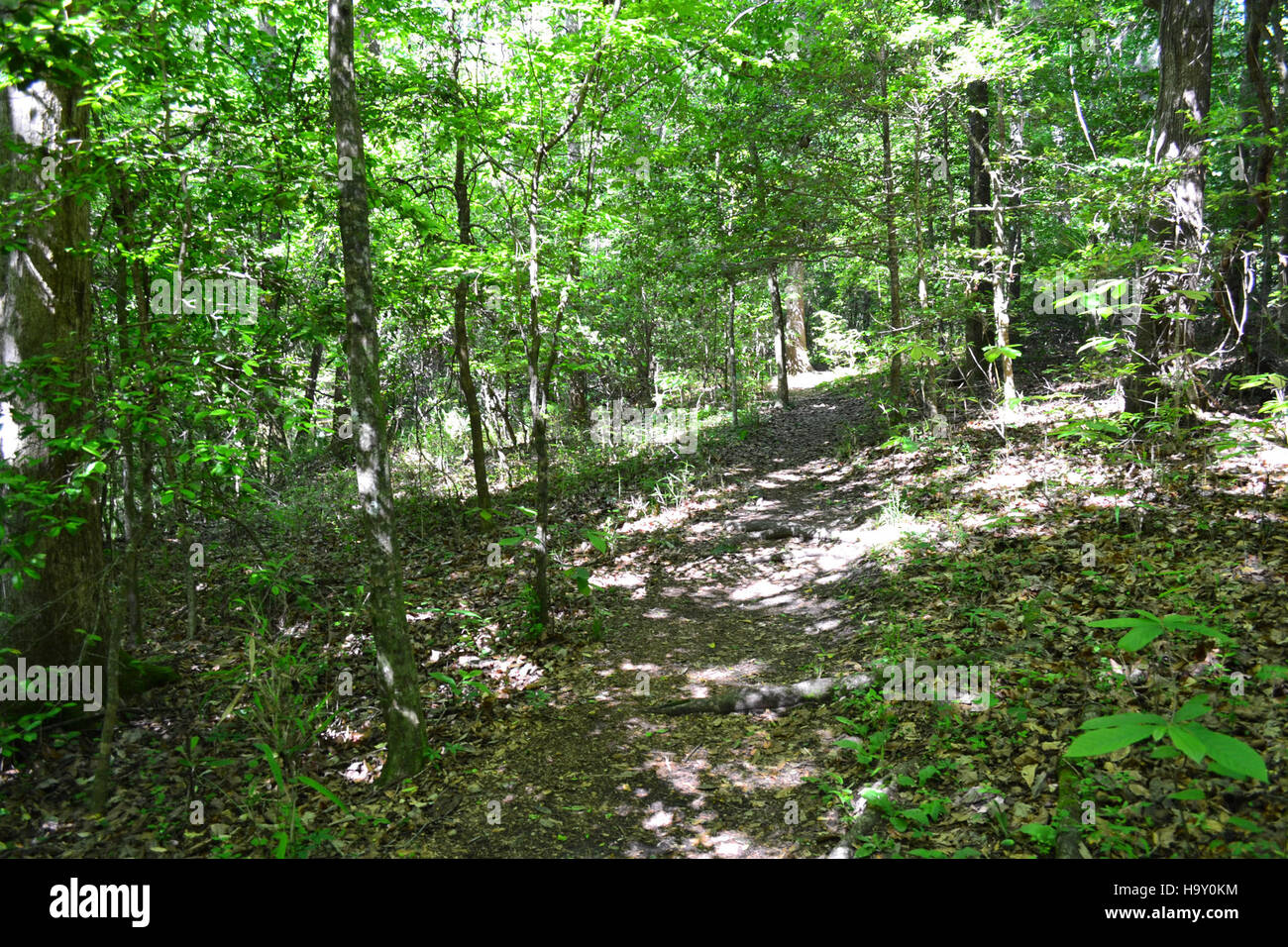 In May 2013, Congaree National Park experienced a significant flood ...