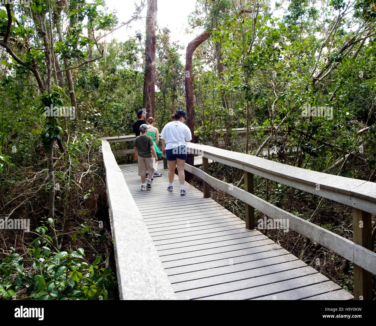 Mahogany Hammock Boardwalk in Everglades National Park offers visitors ...
