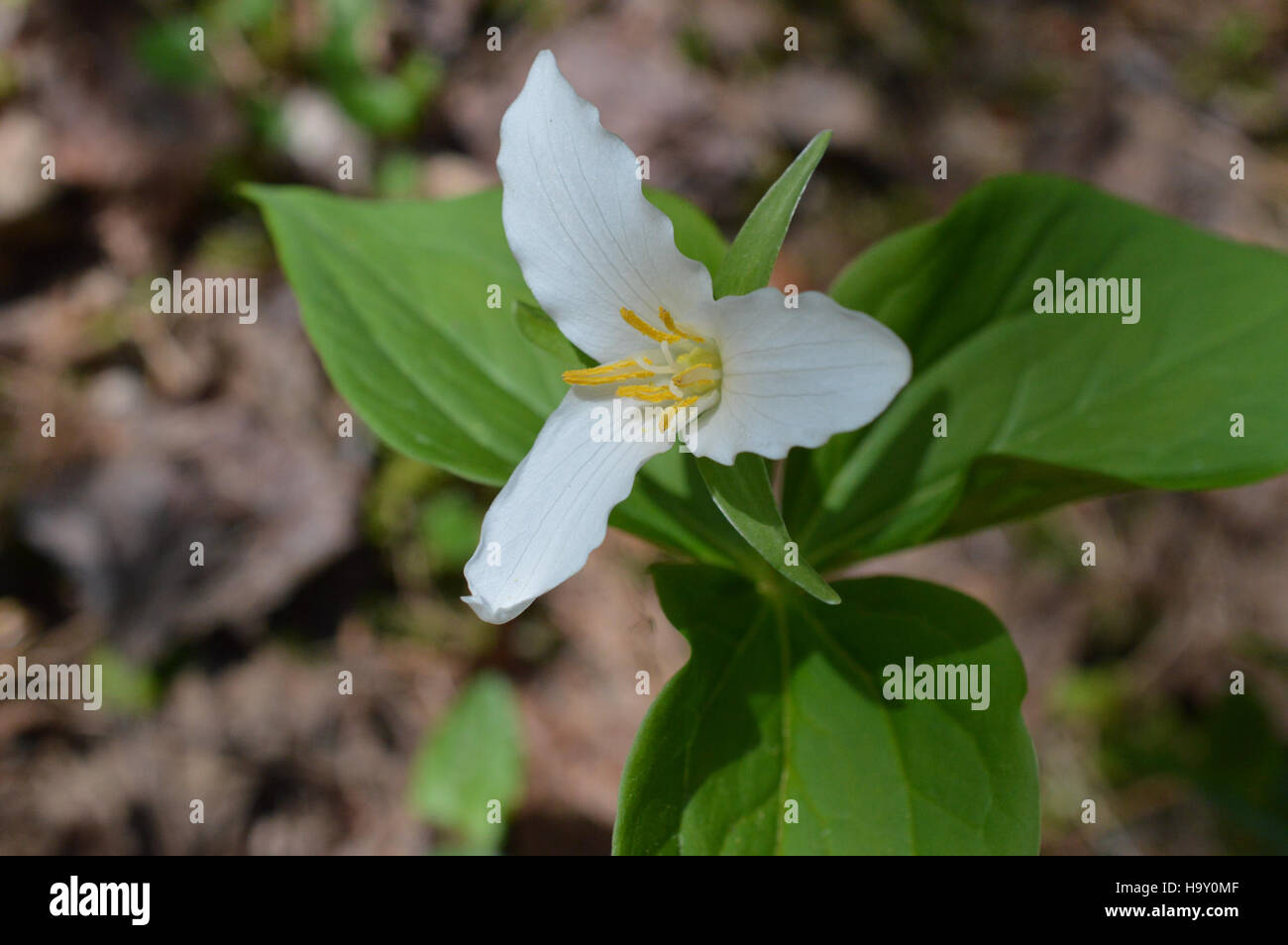 Trillium, a native flower, blooms in the spring at Glacier National ...