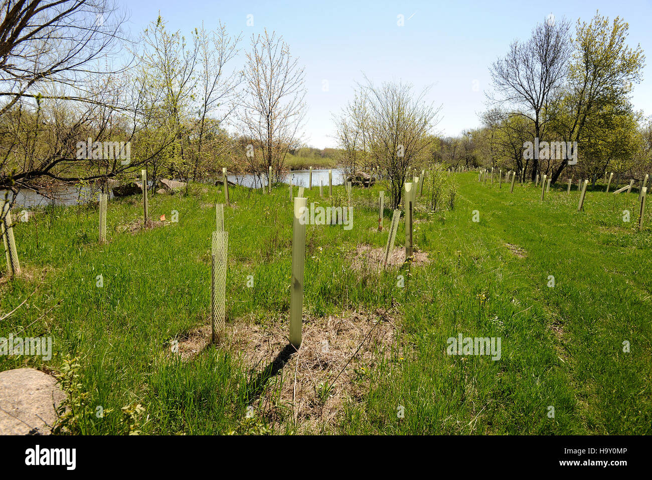 The image shows a tree planting initiative supported by the USDA, aimed ...