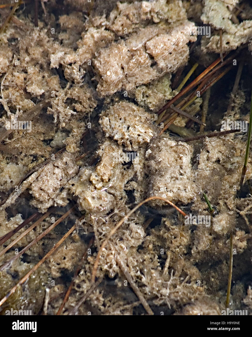 Periphyton hi-res stock photography and images - Alamy