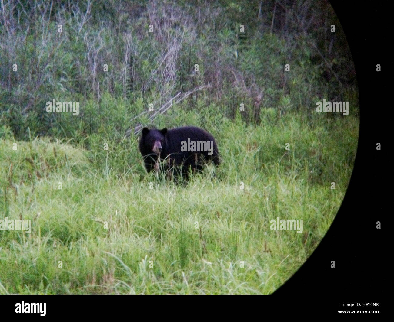 A wildlife camera captures an adult Louisiana Black Bear foraging in a ...