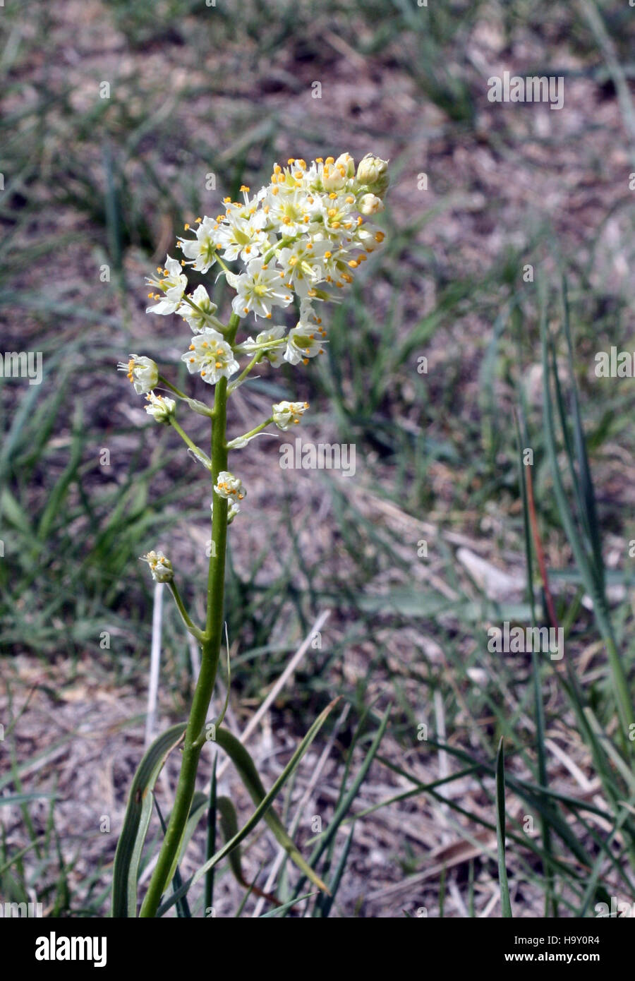 Death camas hi-res stock photography and images - Alamy