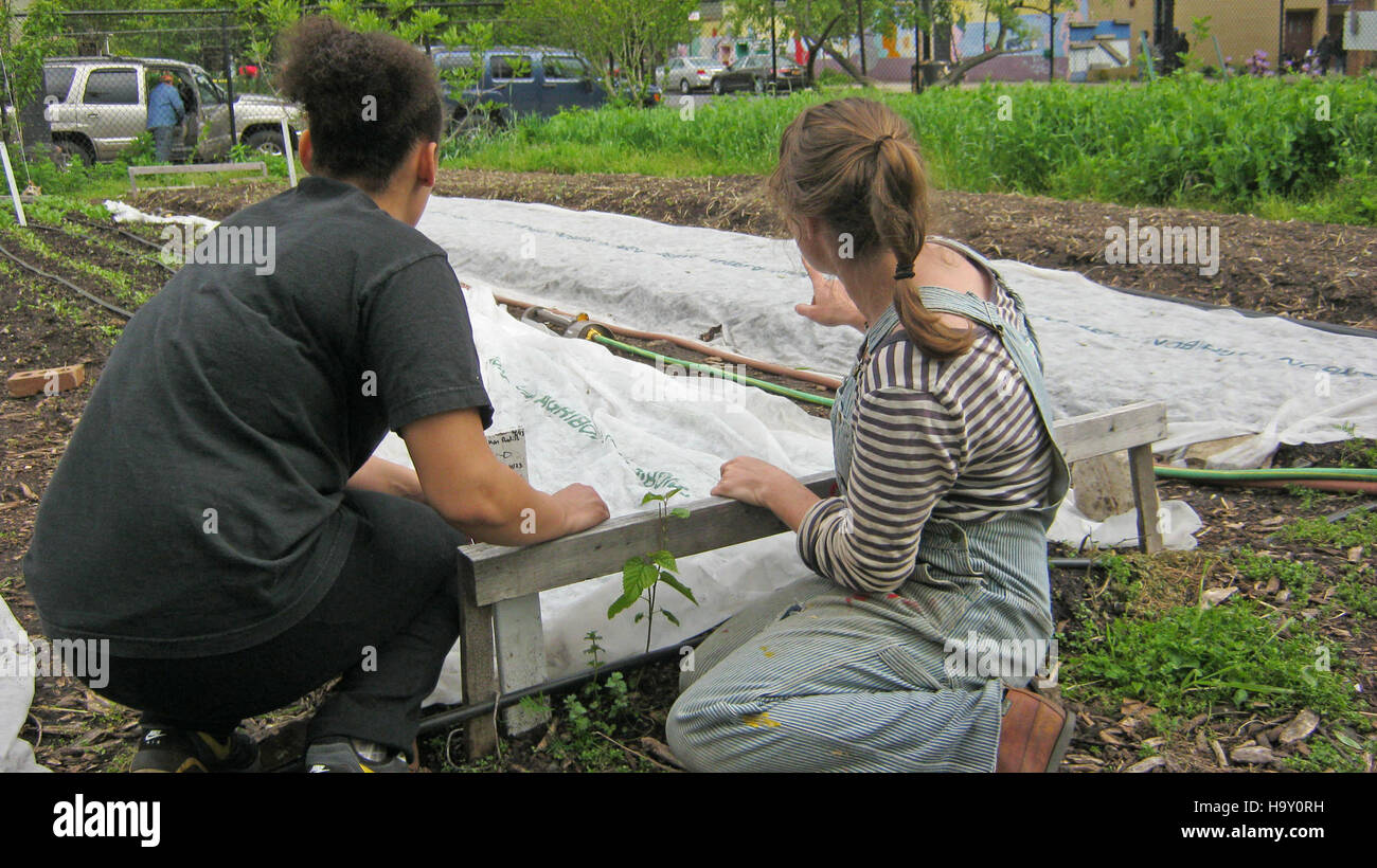 usdagov 22734980772 Workers on East New York Farms surveying crop beds ...