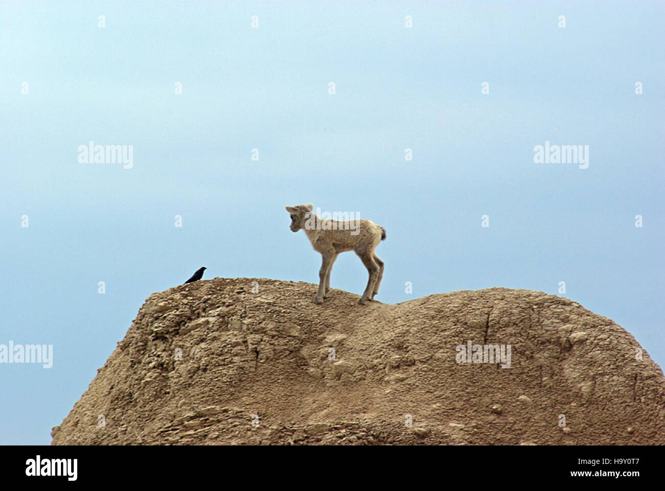 A baby bighorn sheep and bird coexist in the Badlands National Park ...