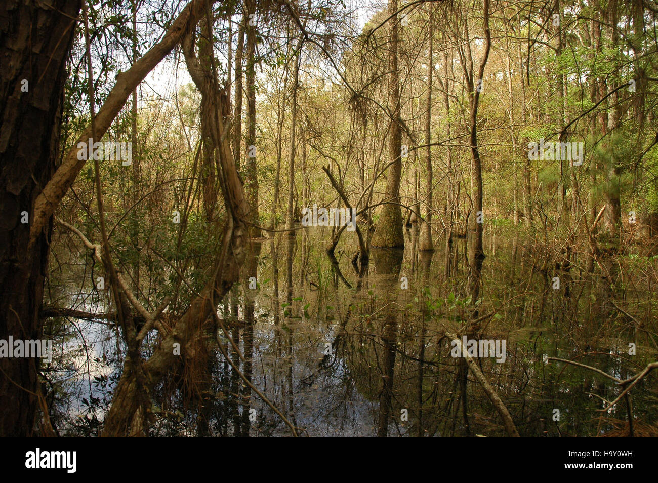 Vital role in ecosystems hi-res stock photography and images - Alamy