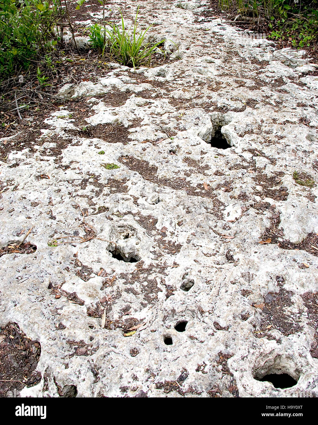Solution Hole, located in Everglades National Park, is a unique ...
