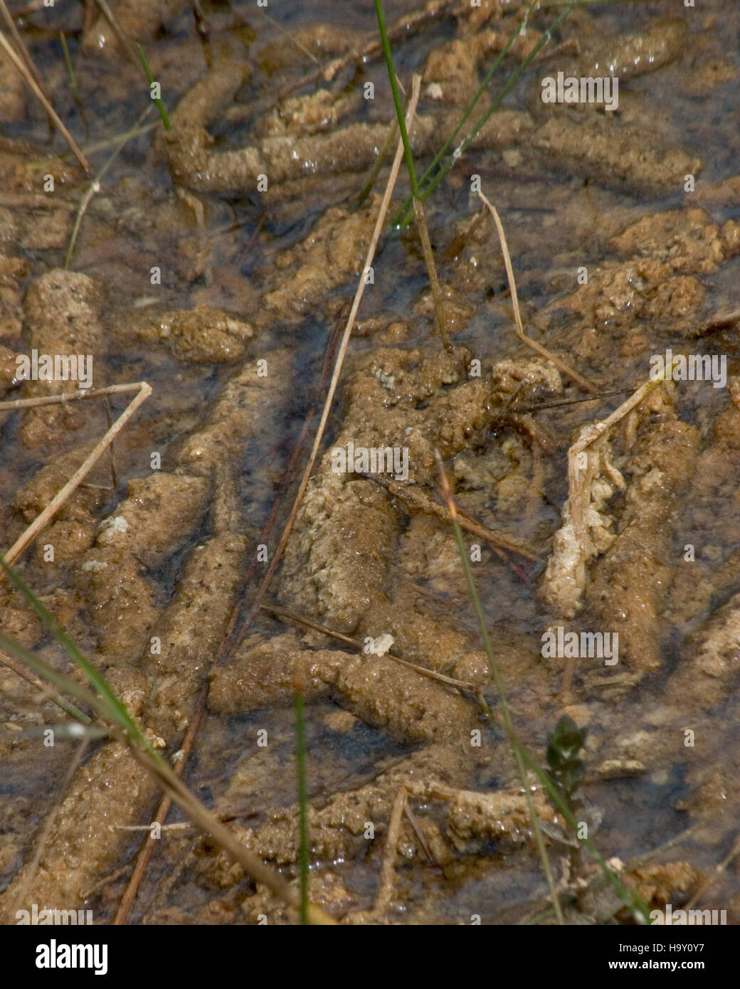 Periphyton hi-res stock photography and images - Alamy