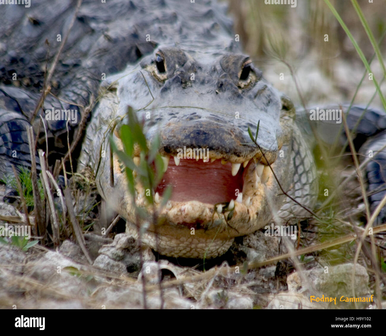 The American Alligator, captured in a photo by R. Cammauf, thrives in ...