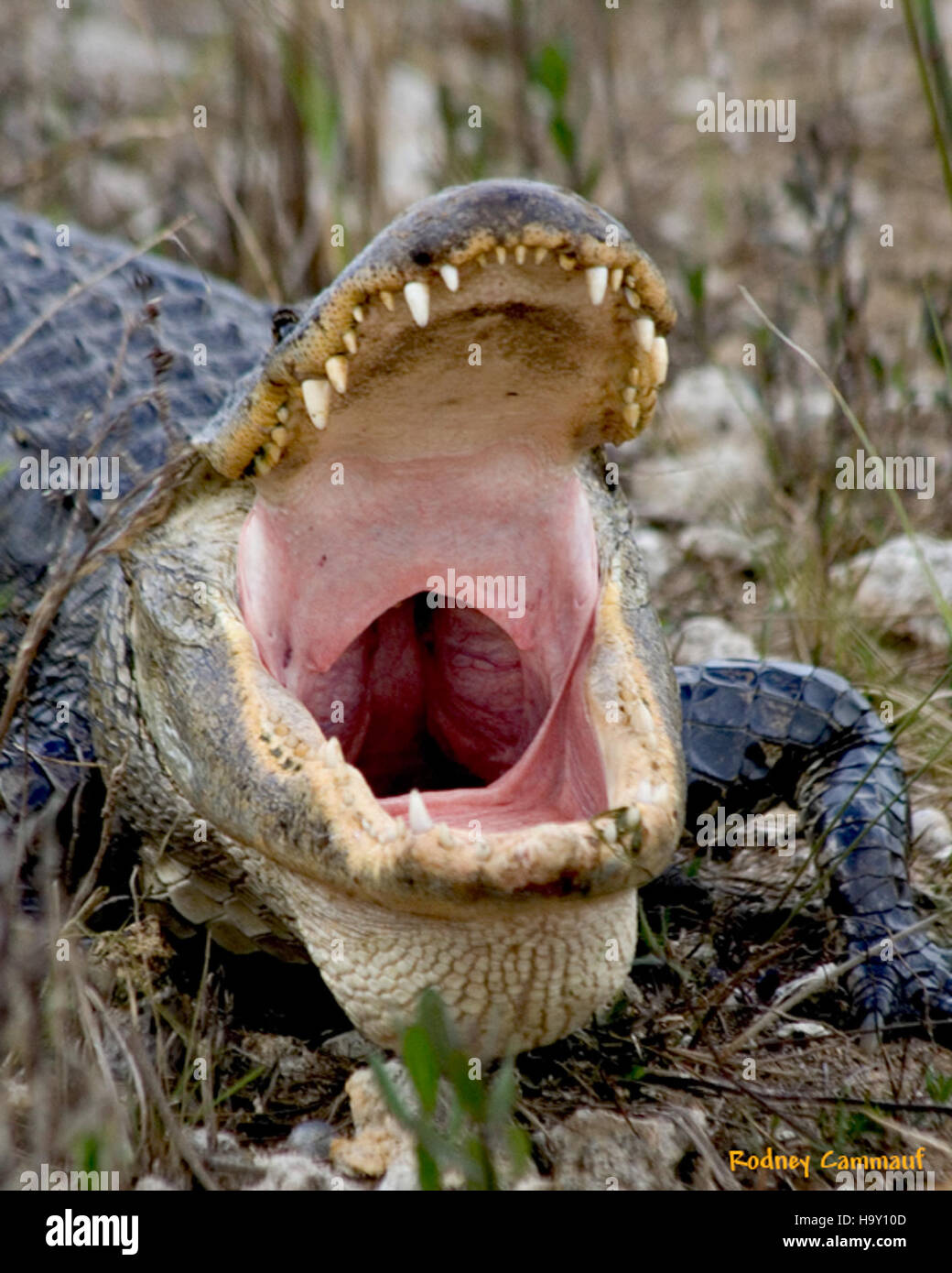 An alligator opens its mouth in the Everglades National Park ...
