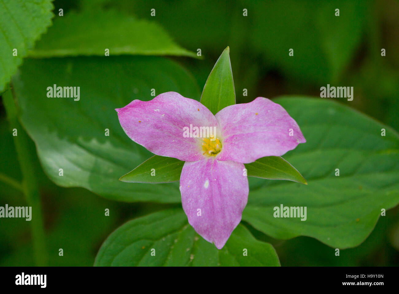 Trillium species hi-res stock photography and images - Alamy