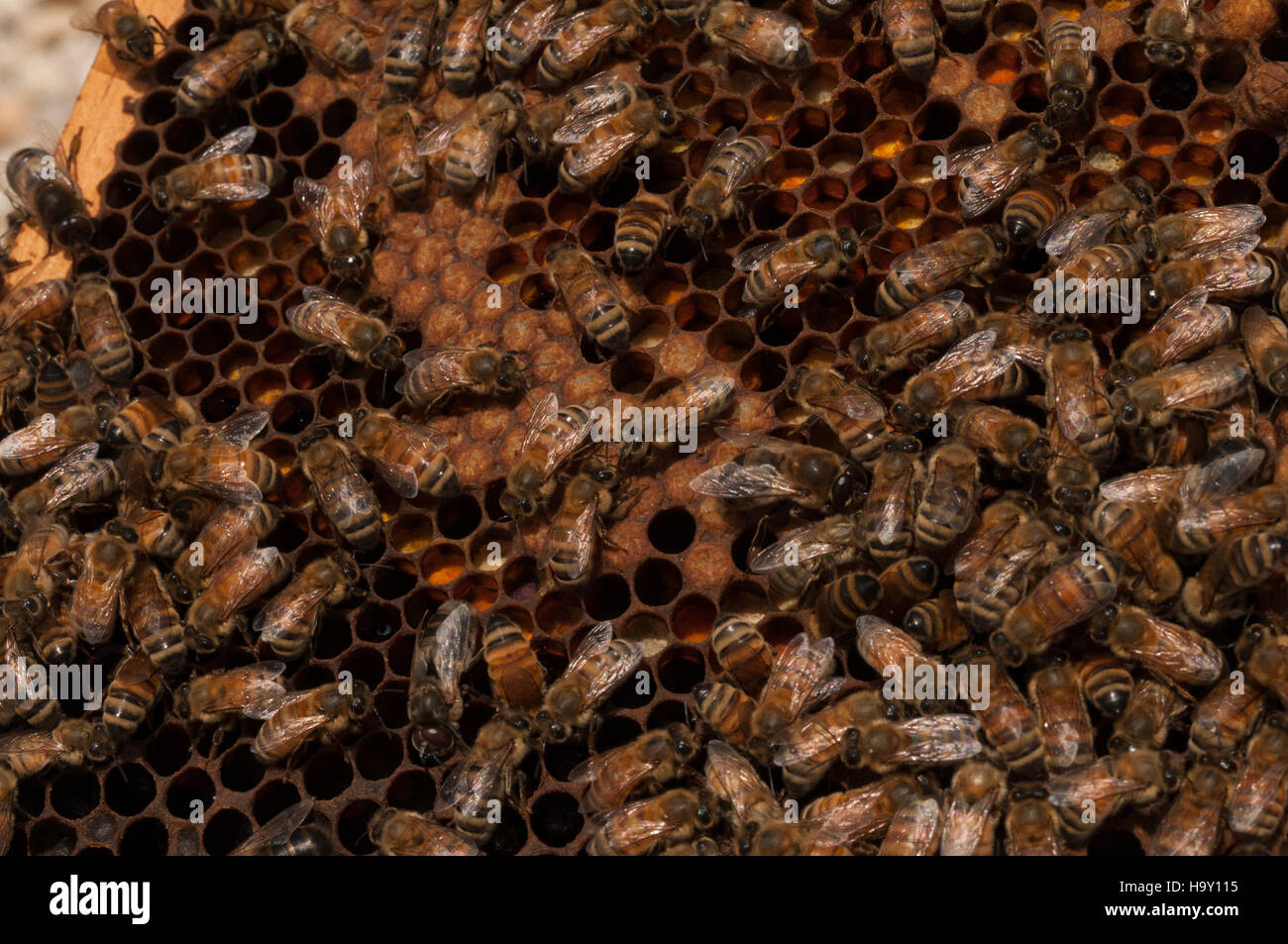 The USDA’s National Resource Conservation Service (NRCS) supports ...