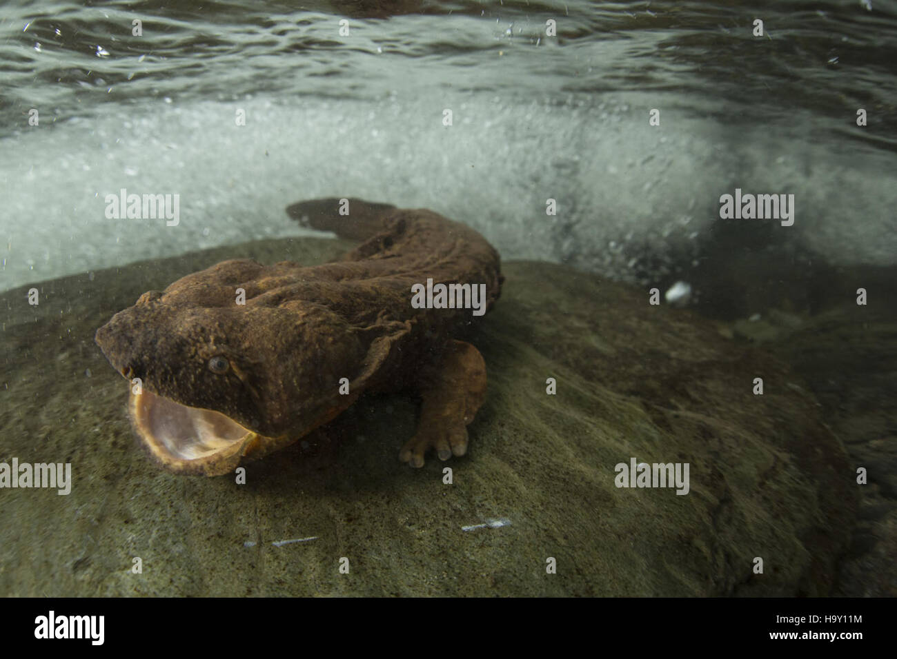 usdagov 16447529867 The Eastern hellbender Stock Photo - Alamy