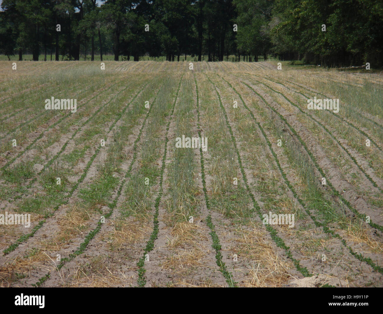 Strip tillage, used in peanut farming, reduces soil disturbance while ...