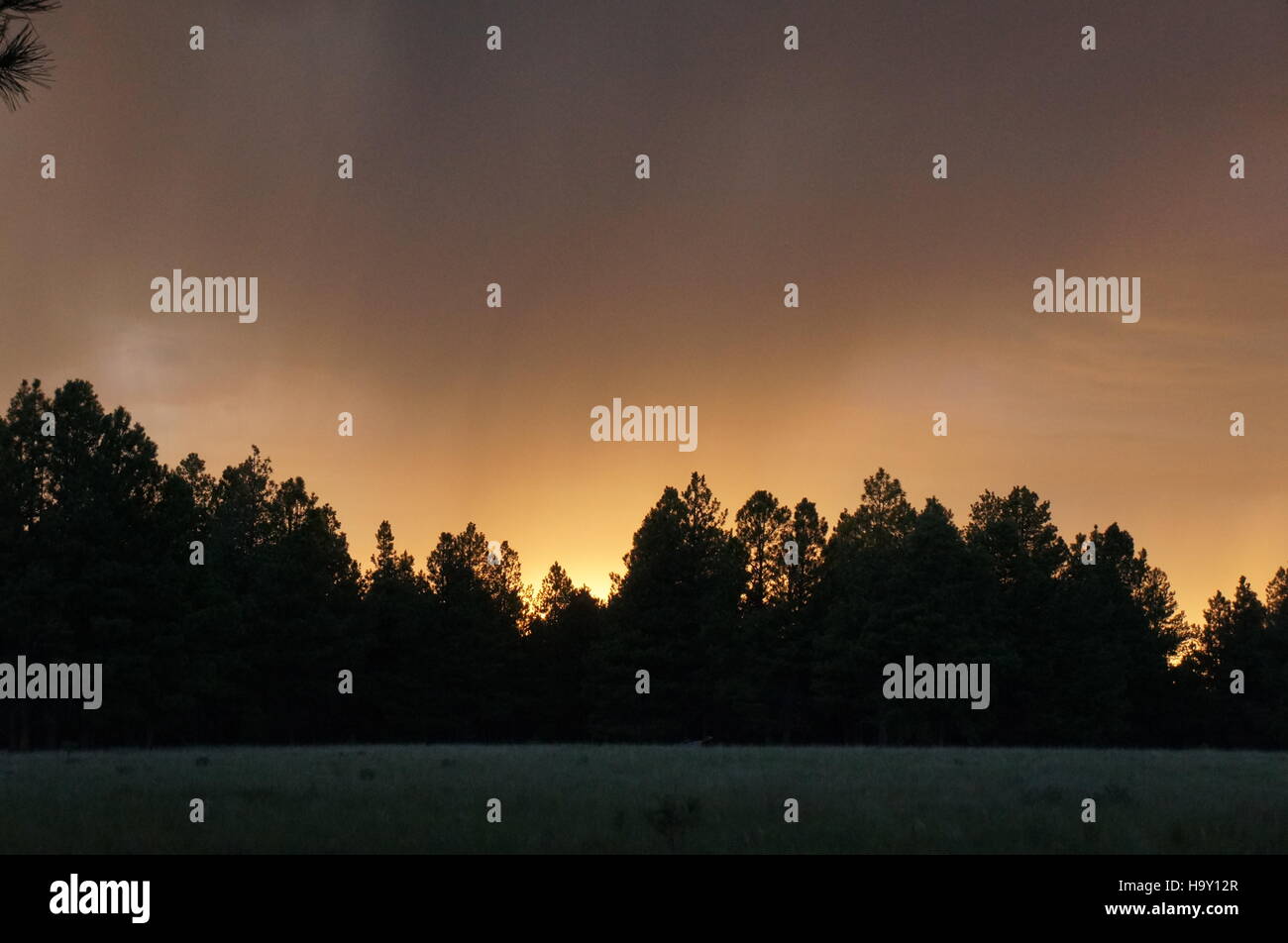 Rain trees hi-res stock photography and images - Alamy