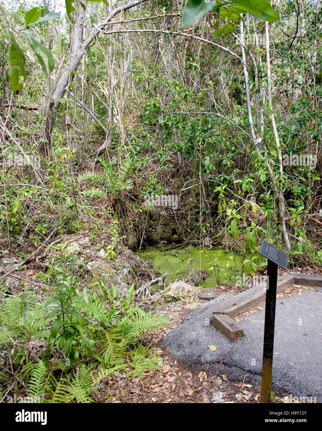 The Gumbo Limbo Trail in Everglades National Park is a popular route ...