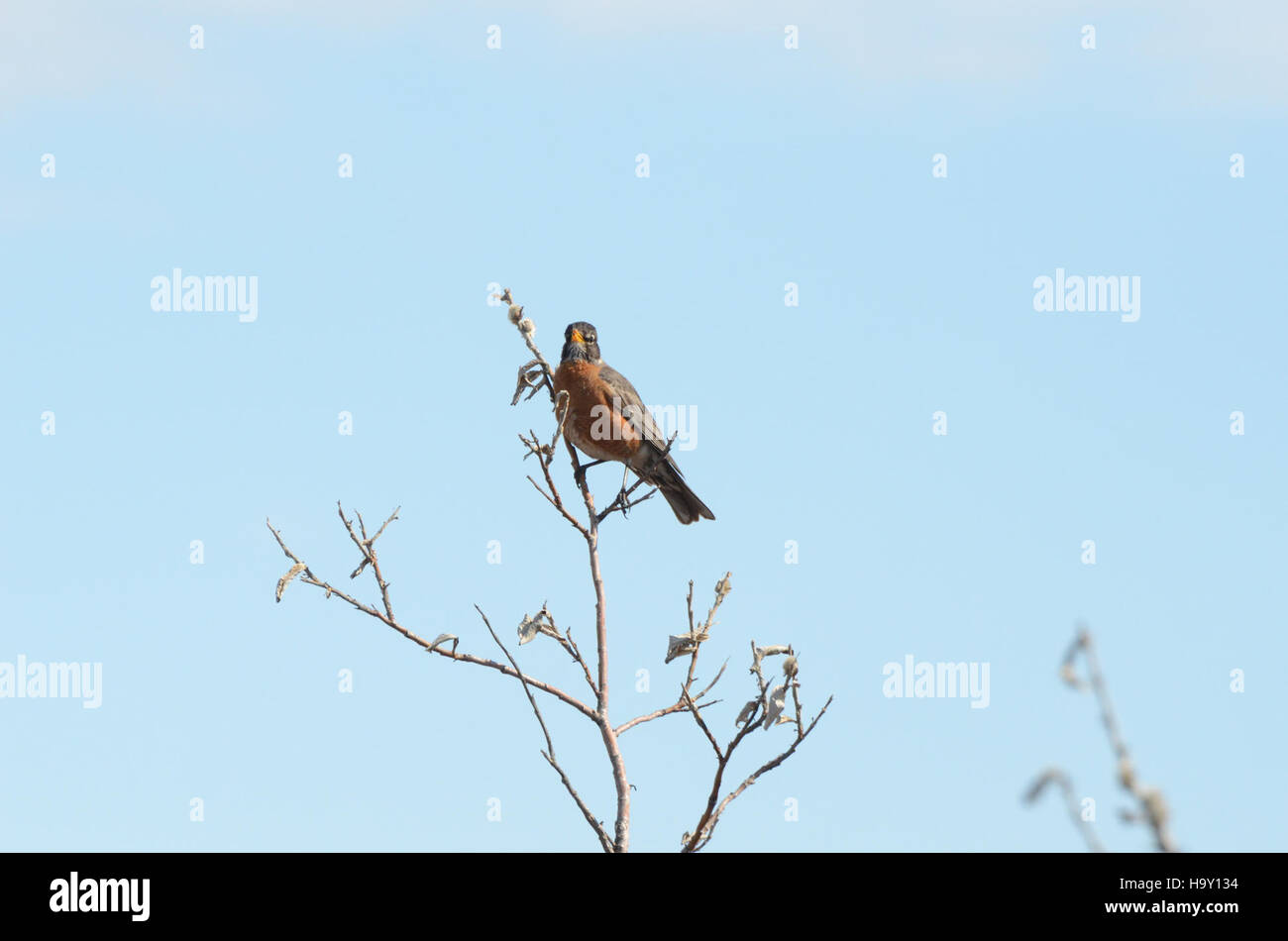 Its arrival signals spring hi-res stock photography and images - Alamy