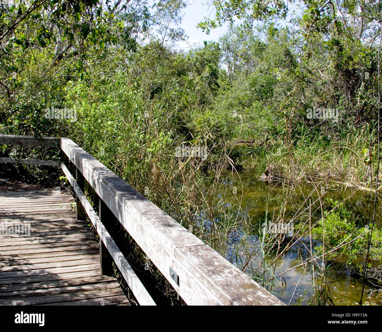 The Gumbo Limbo Trail in Everglades National Park offers visitors a ...