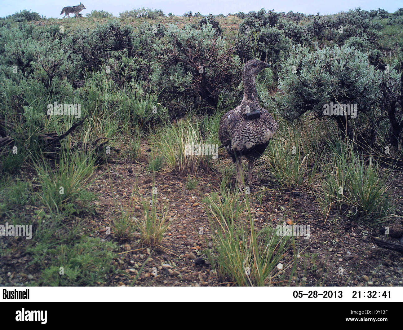 Sensitive species hi-res stock photography and images - Alamy