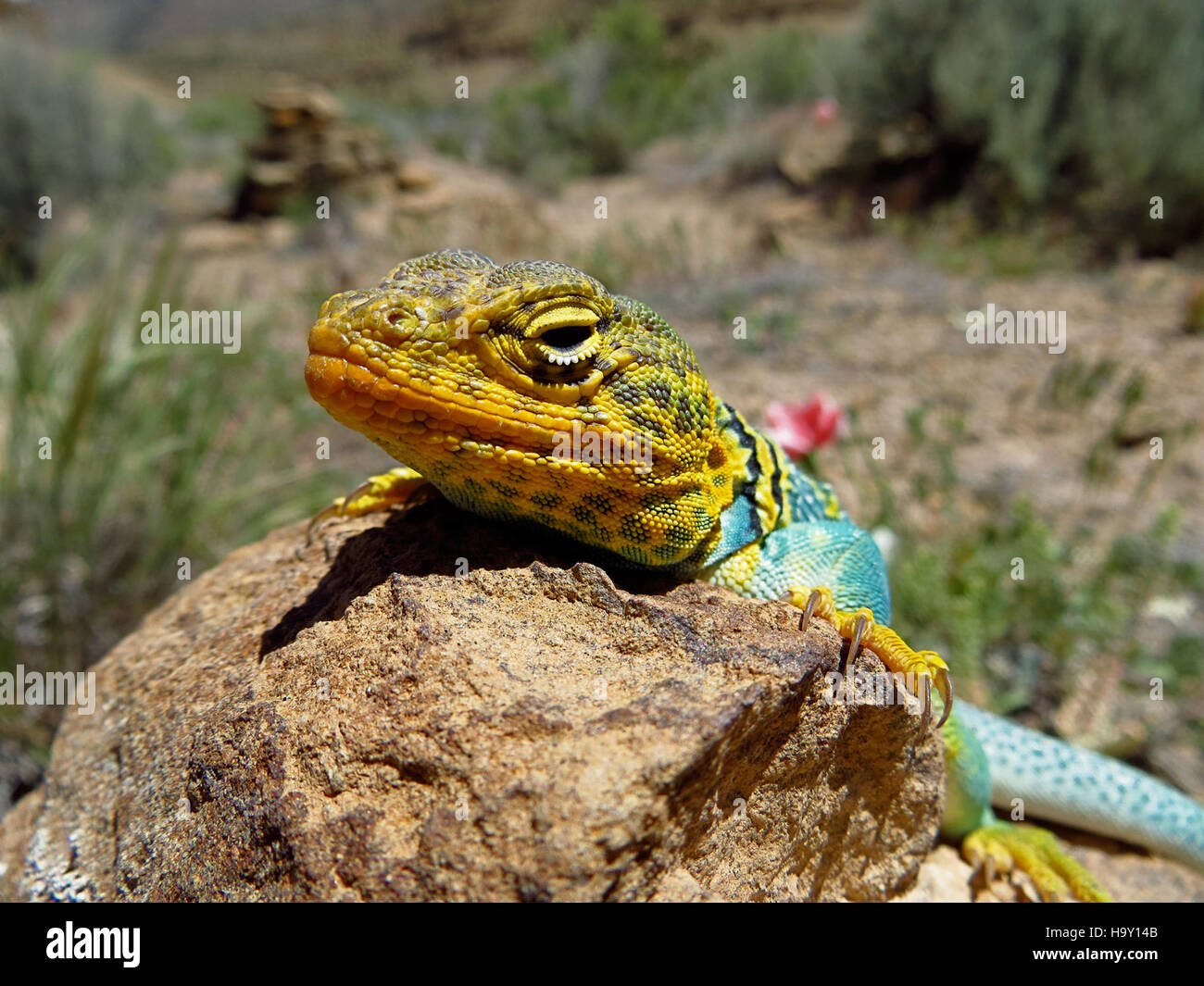 This image showcases a Collared Lizard in Arches National Park. Known ...