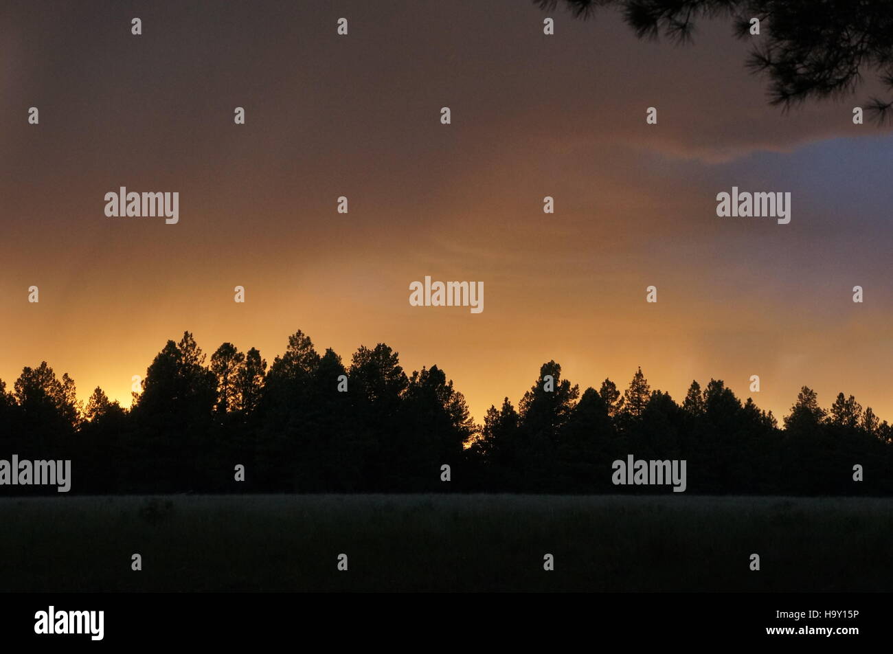 Sunset, Rain, Trees Stock Photo - Alamy
