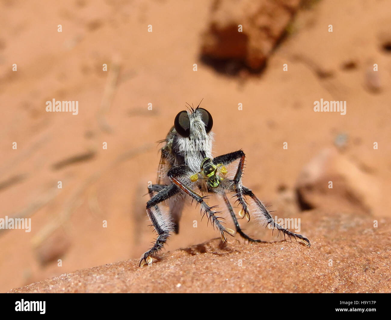 A robber fly, part of the predatory insect family, feeds on its meal in ...