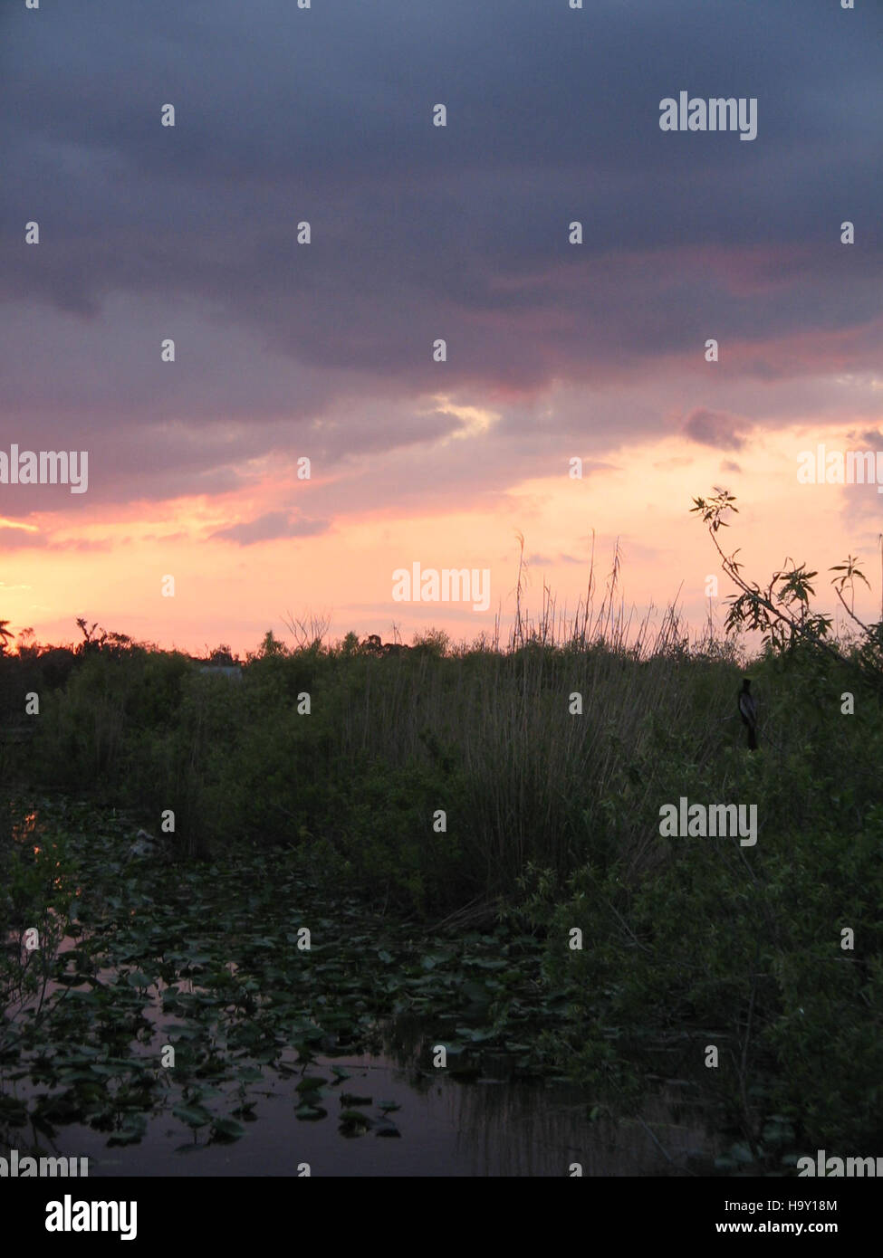 The image depicts the Ahinga Trail in Everglades National Park ...