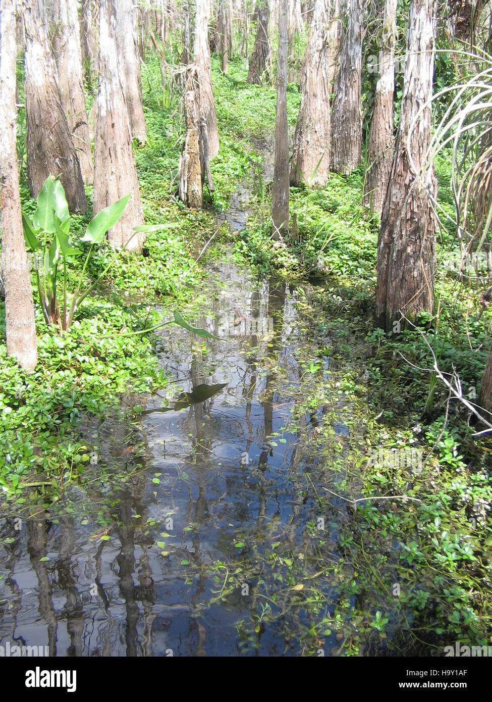 A photo of the iconic cypress trees in Everglades National Park ...