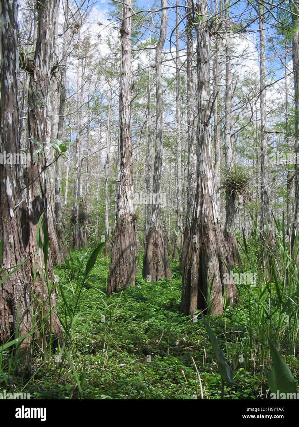 The iconic cypress trees of the Everglades provide critical habitat for ...