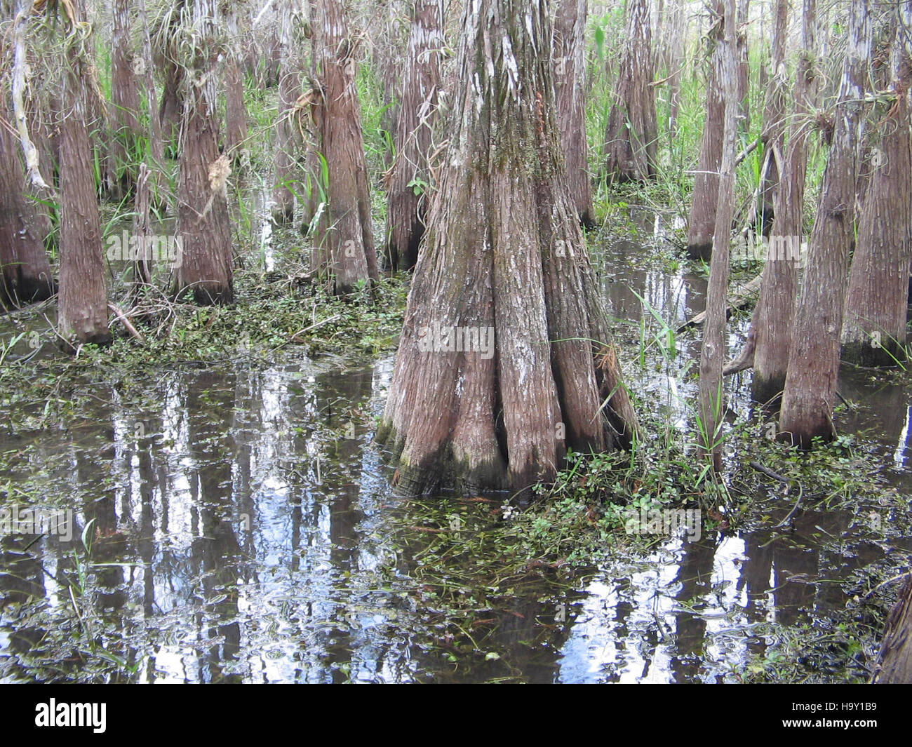 Cypress trees in Everglades National Park, an iconic part of the park's ...