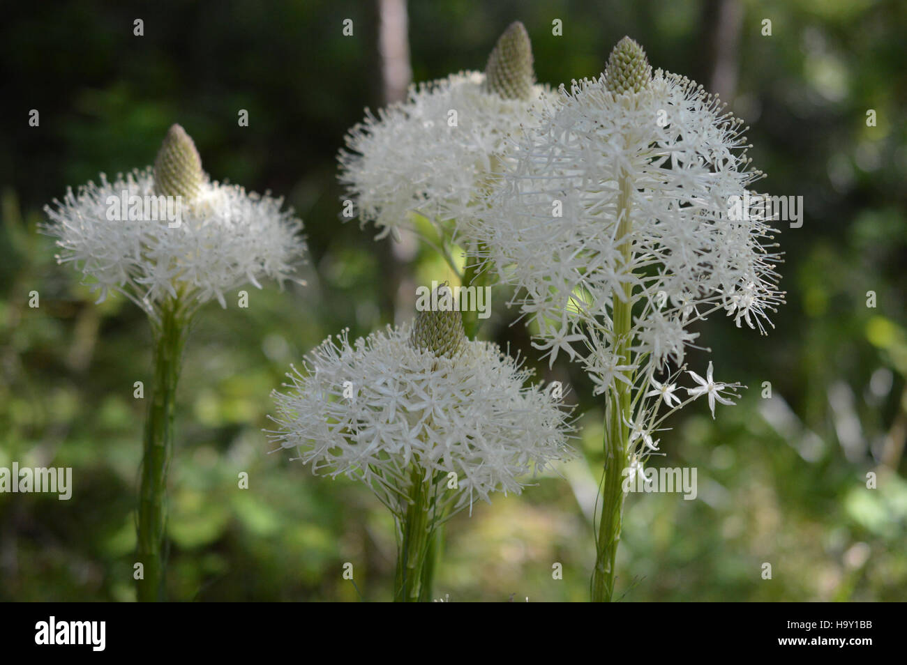glaciernps 15782721205 Beargrass - Xerophyllum tenax Stock Photo - Alamy