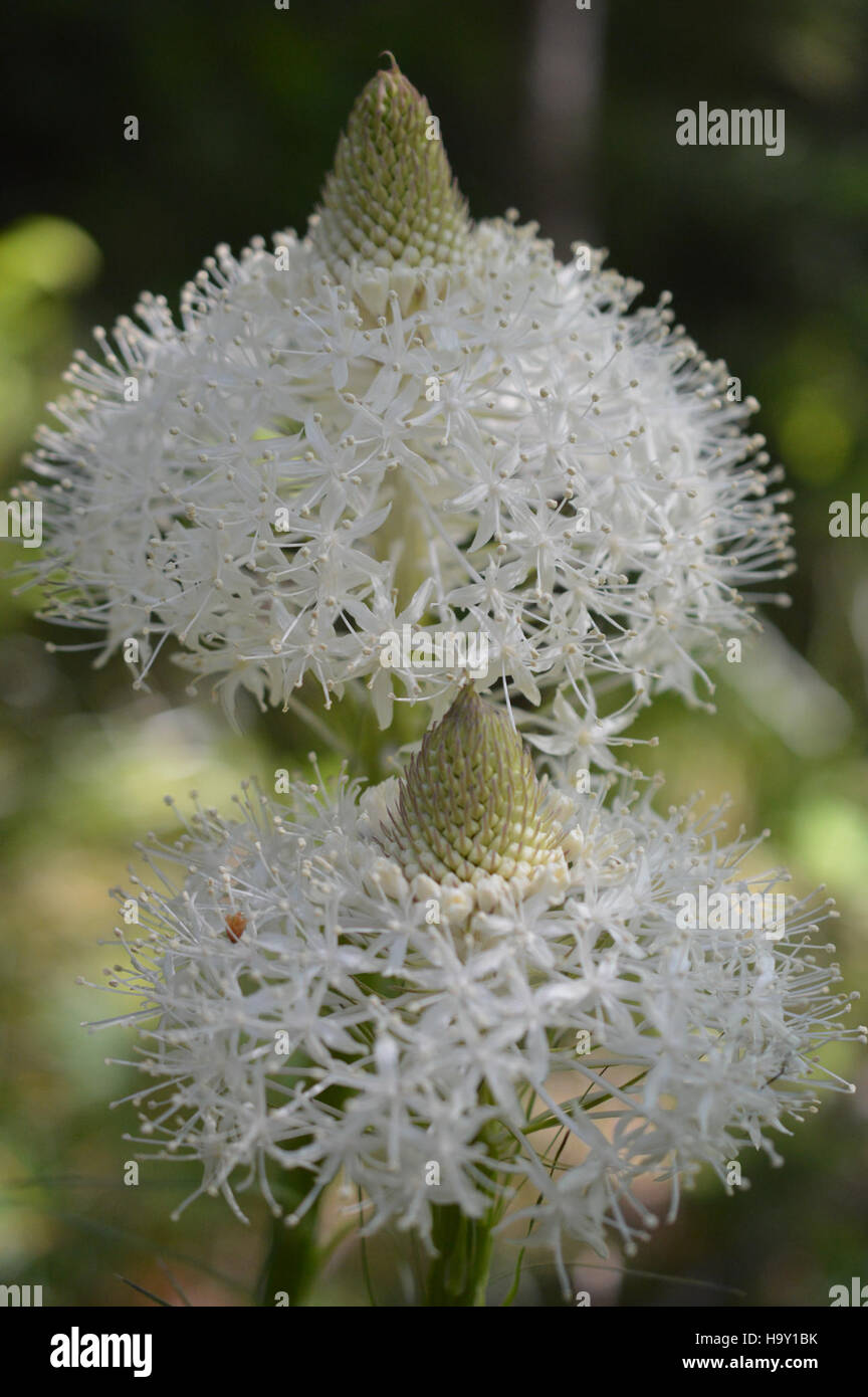 Bear Grass (Xerophyllum tenax) is an important plant species in Glacier ...