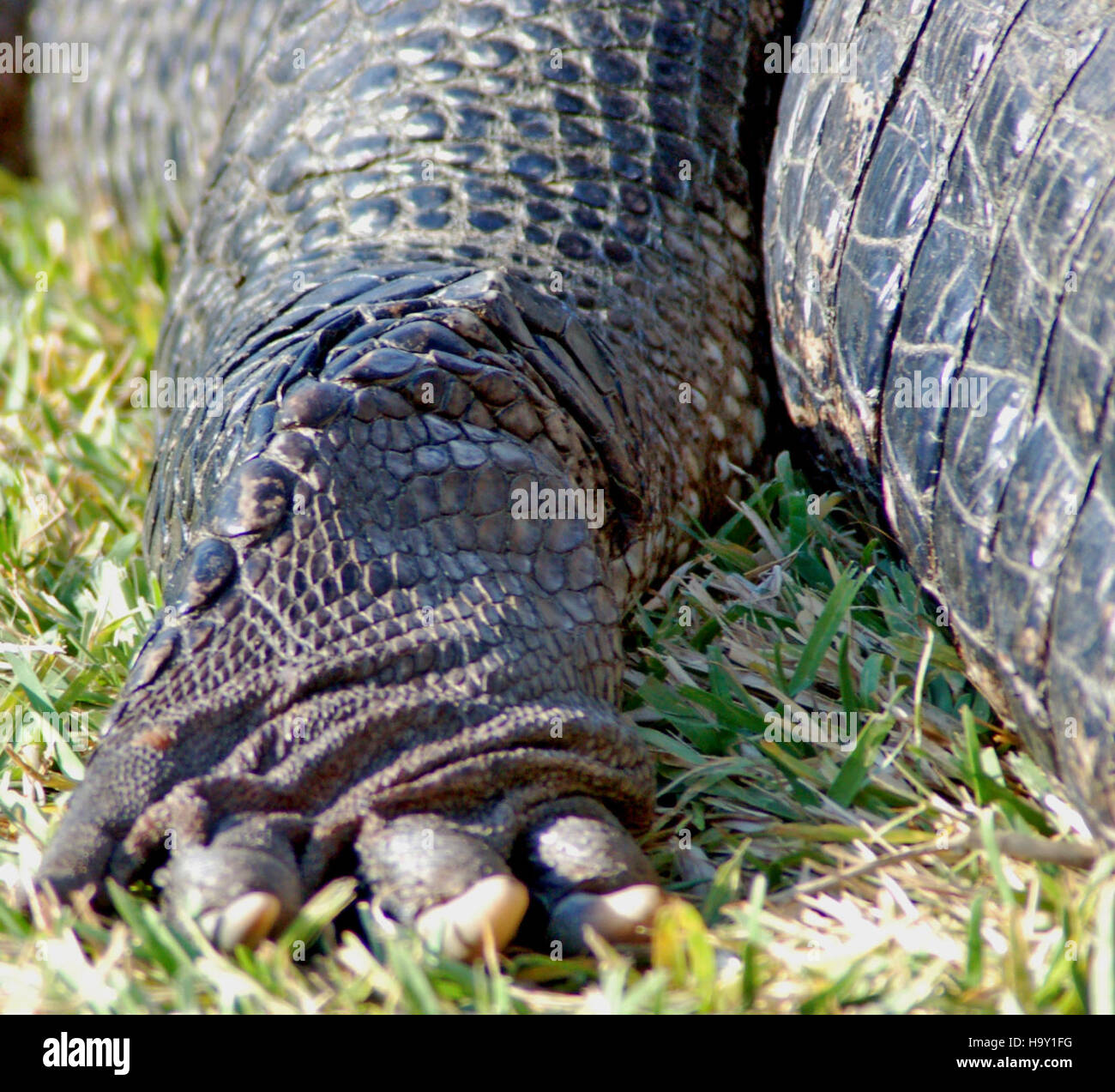 A close-up of an alligator's foot in Everglades National Park ...
