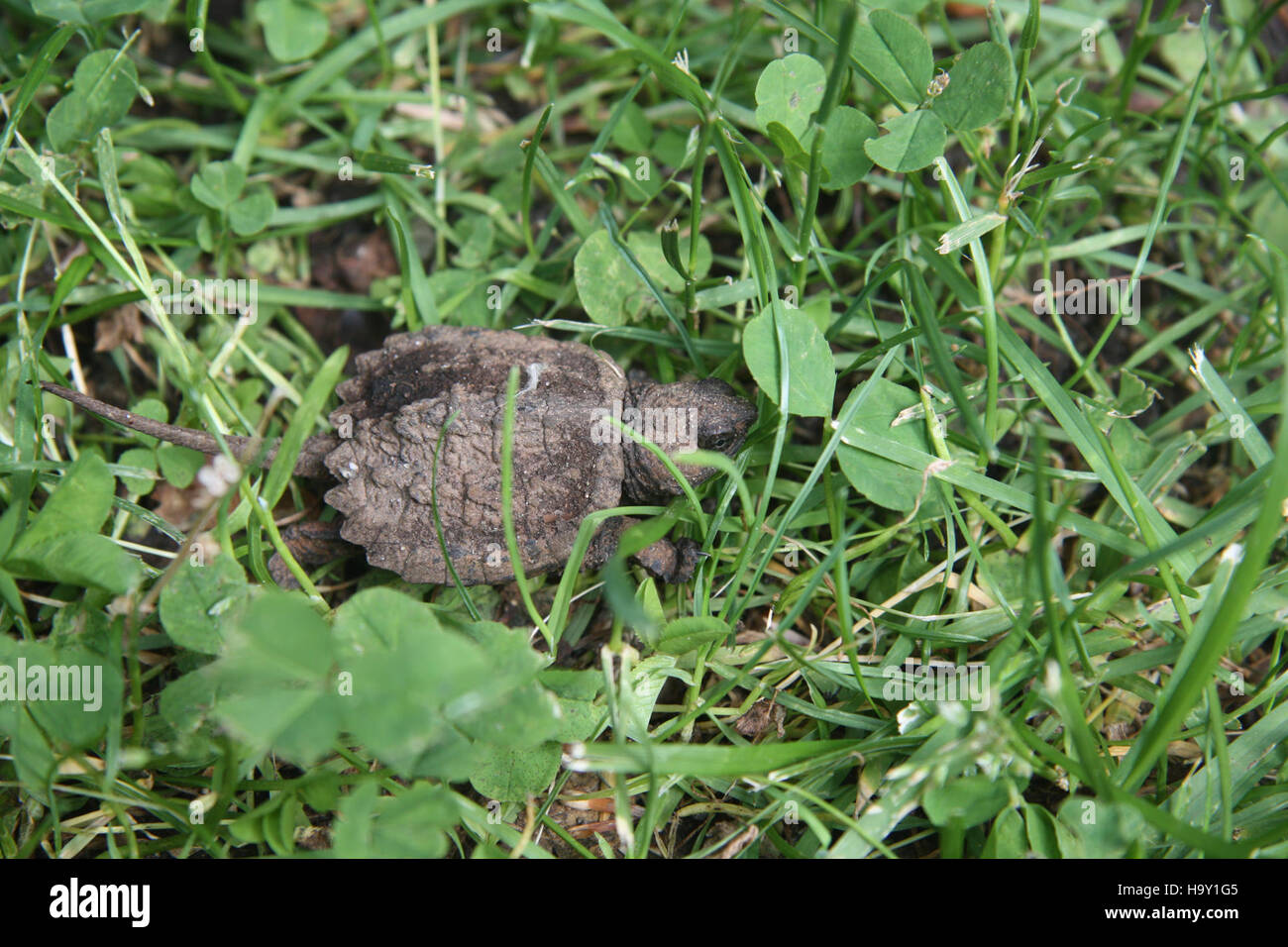 A baby snapping turtle is photographed in its natural habitat within a ...