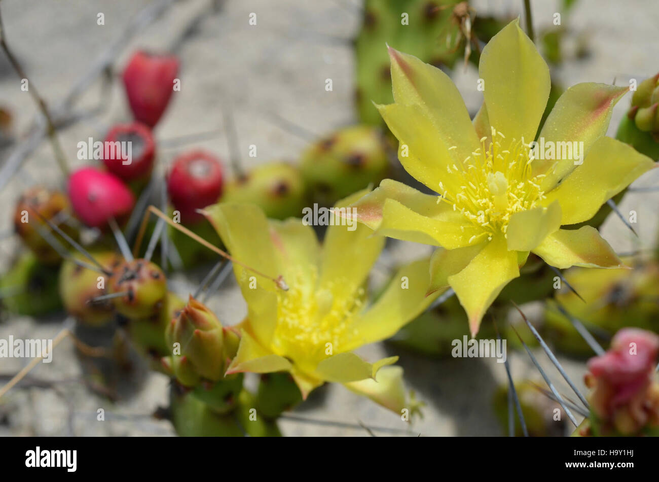 Opuntia pusilla hi-res stock photography and images - Alamy