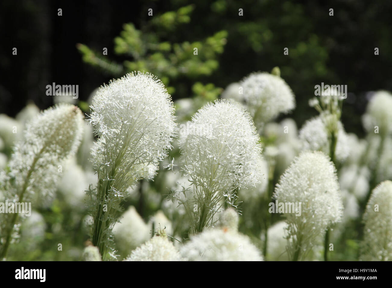 Beargrass xerophyllum tenax hi-res stock photography and images - Alamy