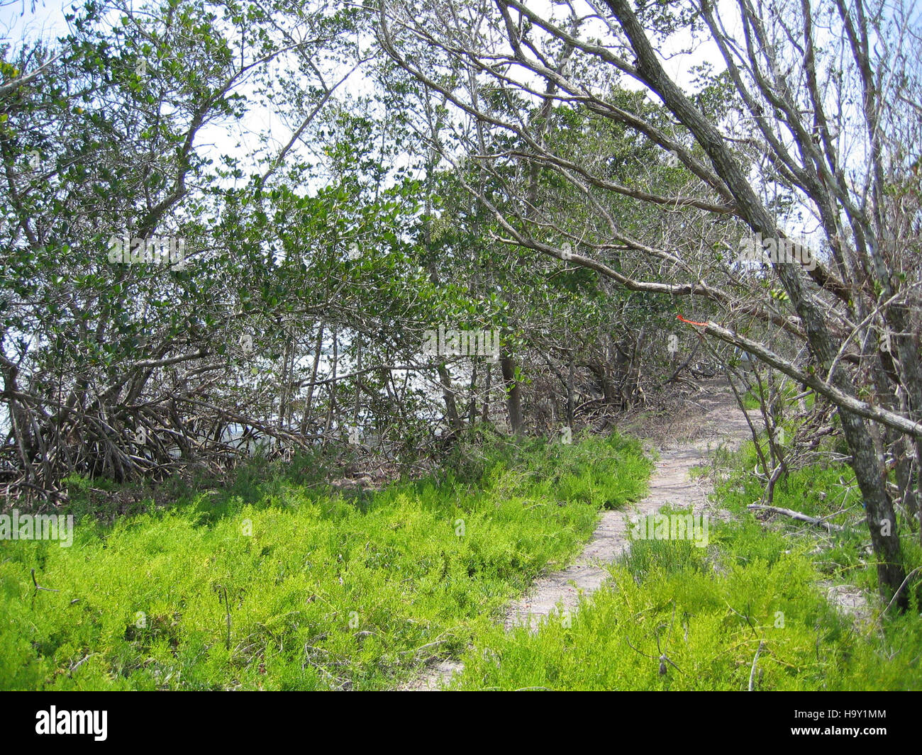 The Everglades National Park features lush coastal grasslands that play ...